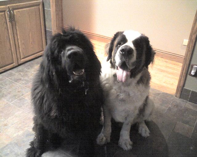 Breed Profile: Newfoundland - ThatMutt.com