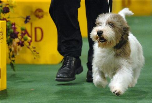 Breed profile: Petit basset griffon Vendeen (PBGV) - ThatMutt.com