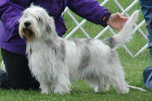 Breed profile: Petit basset griffon Vendeen (PBGV) - ThatMutt.com