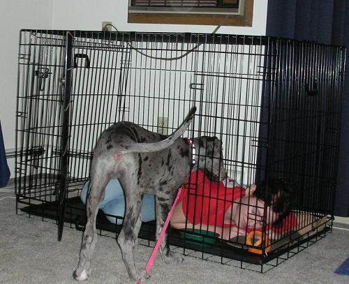 Reinforce kennel training with your dog - ThatMutt.com