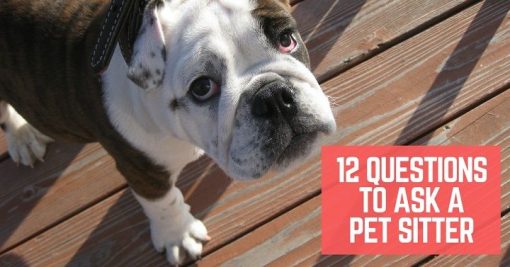 Questions to ask a pet sitter - ThatMutt.com