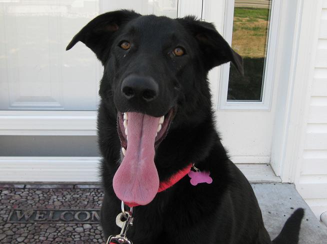 Black lab mix up for adoption - ThatMutt.com