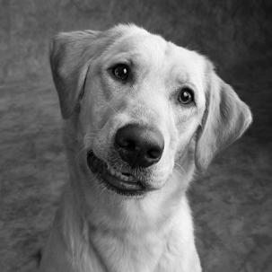 How to take dog photos - ThatMutt.com