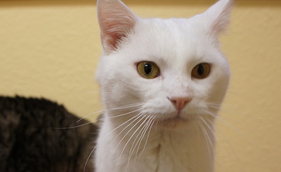 Fargo cat shelter: CATS Cradle - ThatMutt.com