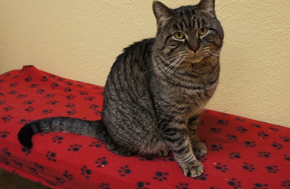 Fargo cat shelter: CATS Cradle - ThatMutt.com