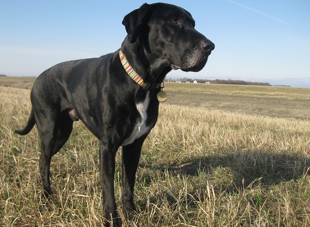Do you have a 'heart breed' of dog? - ThatMutt.com
