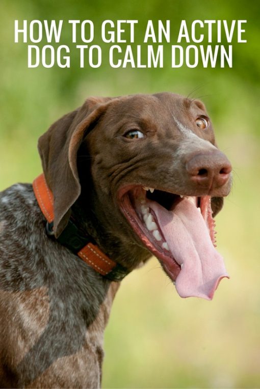 How to get an active dog to calm down - ThatMutt.com