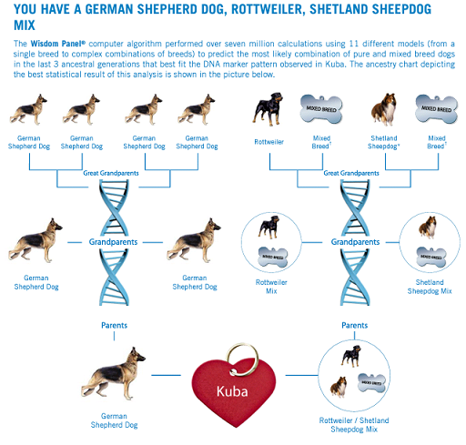 Guess That Mutt - the results of Kuba's mixed-breed DNA test - ThatMutt.com