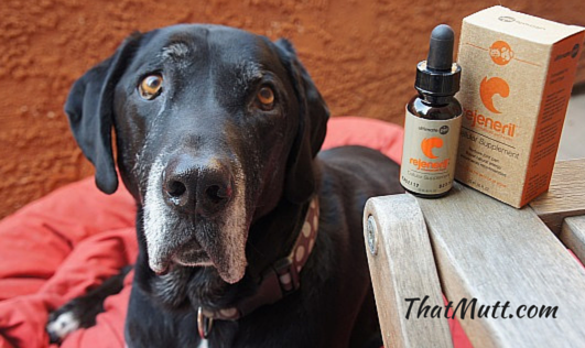 Could a Supplement Called Rejeneril Help Dogs and Cats Live Longer ...