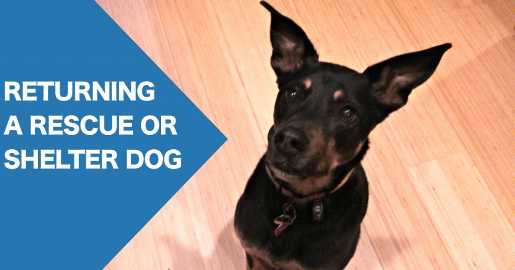Returning a Rescue or Shelter Dog - ThatMutt.com