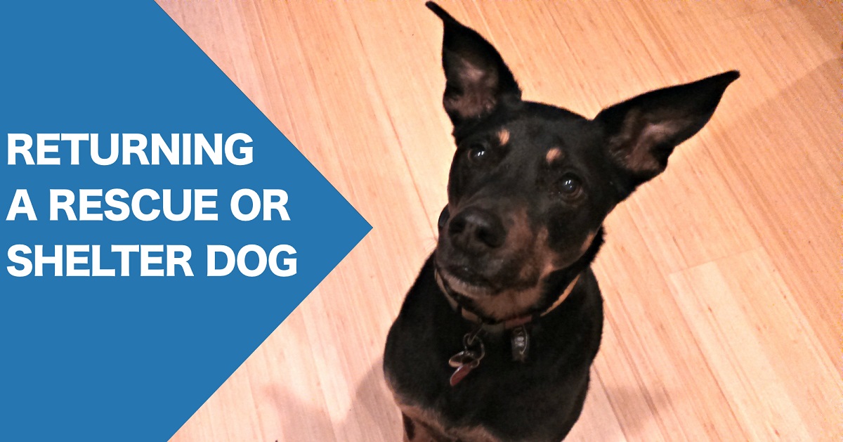 Returning a Rescue or Shelter Dog - ThatMutt.com