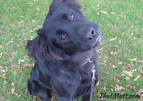 Returning a Rescue or Shelter Dog - ThatMutt.com