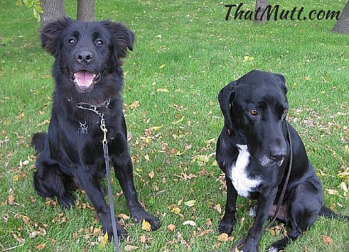 Returning a Rescue or Shelter Dog - ThatMutt.com