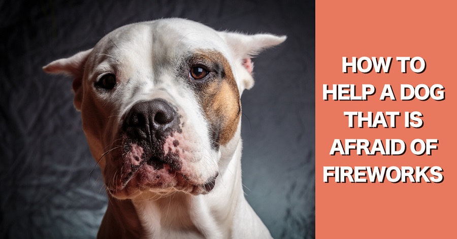 My Dog is Afraid of Fireworks | How to Help A Dog Scared of Fireworks