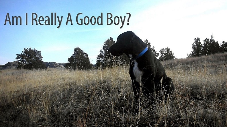 Deep Thoughts By Dogs ... - ThatMutt.com