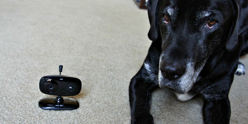 Motorola Scout66 WiFi Pet Video Camera Review & Giveaway - ThatMutt.com