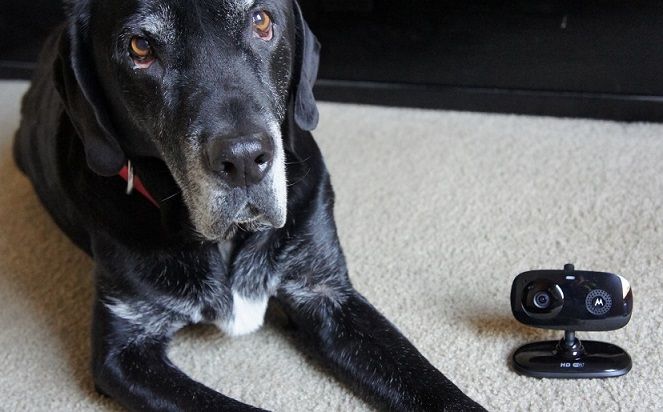 Motorola Scout66 WiFi Pet Video Camera Review & Giveaway - ThatMutt.com
