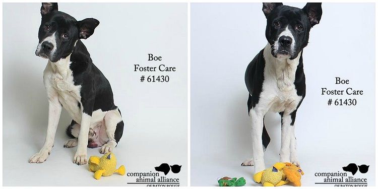 What Kind of Dog is Boe? Guess That Mutt & Win Caru Dog Food - ThatMutt.com