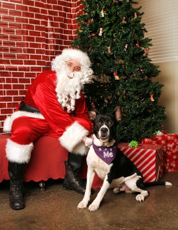 What Kind of Dog is Boe? Guess That Mutt & Win Caru Dog Food - ThatMutt.com