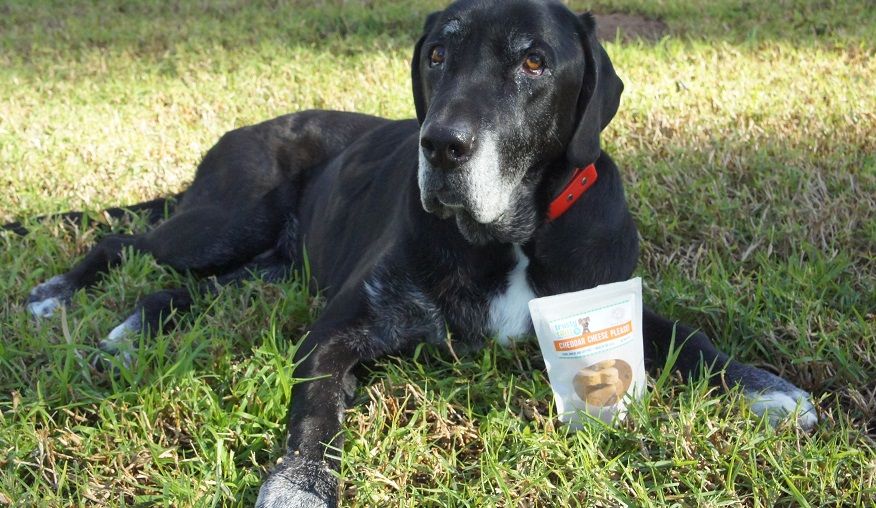 5 Real Ways to Improve Your Dog’s Life This Year - Trusty Tails Treats ...