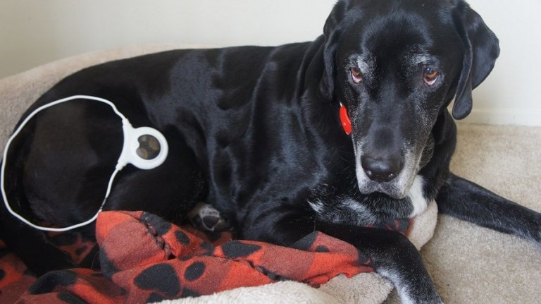 Assisi Loop - What is it and How Can it Help My Dog?