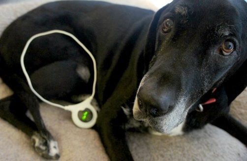 Assisi Loop - How Can it Decrease My Dog's Pain?