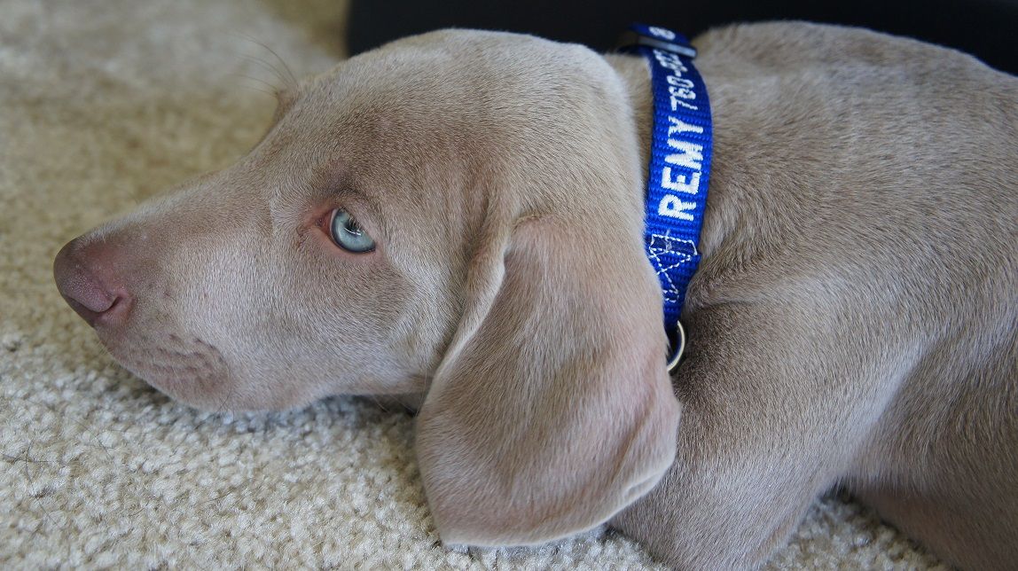 Meet Remy! - ThatMutt.com