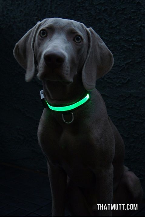 LED Dog Collars for Morning Dog Walking - ThatMutt.com
