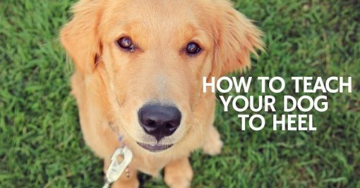 Teaching your dog to heel - 13 tips - ThatMutt.com