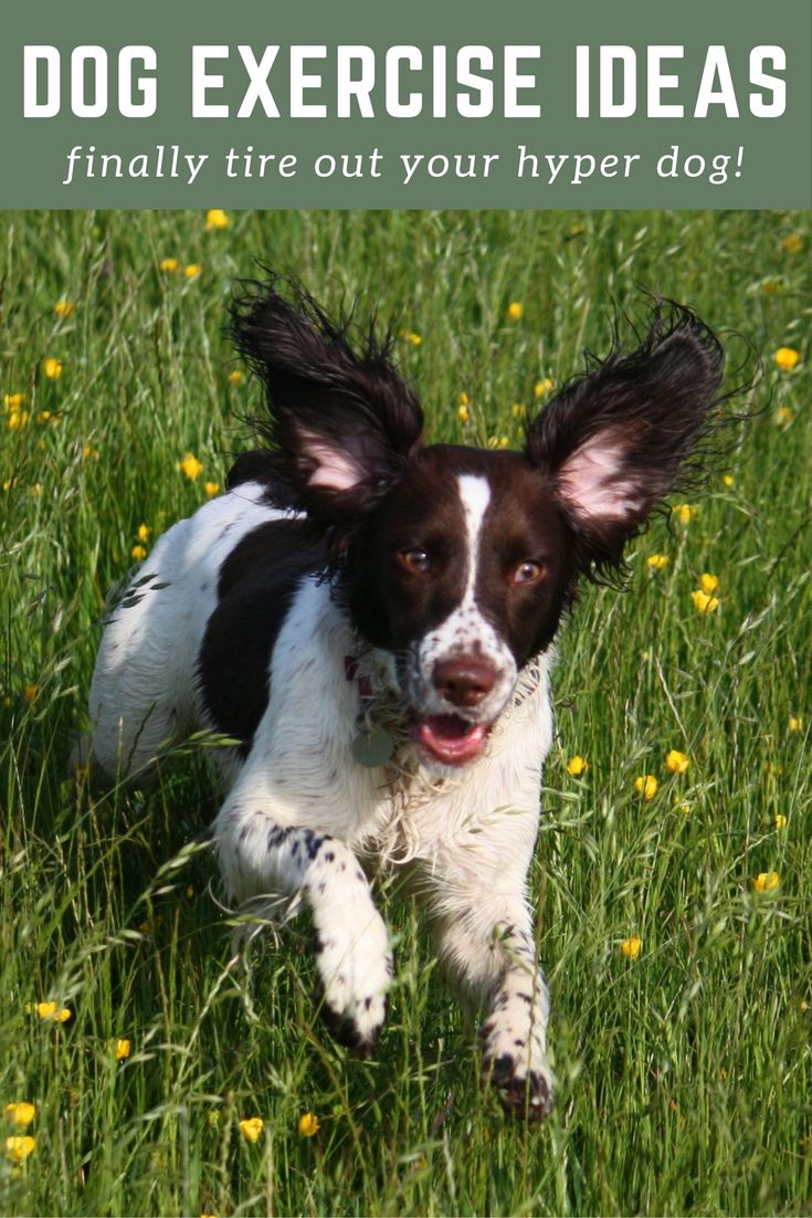 Dog Exercise Ideas for Hyper Dogs! How to Finally Tire Out Your Dog!