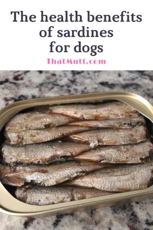 Health Benefits of Sardines for Dogs - Can I Give My Dog Sardines?
