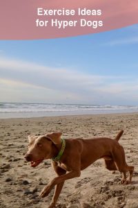 Dog Exercise Ideas for Hyper Dogs! How to Finally Tire Out Your Dog!