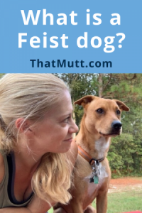 What is a Feist Dog Breed? Feist Dogs - ThatMutt.com