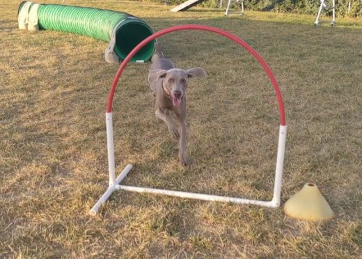 When to Train a Puppy for Agility - Agility for Puppies