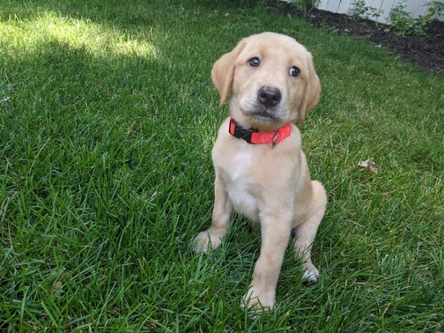 Rip the 8-Week-Old Yellow Lab Puppy! - ThatMutt.com