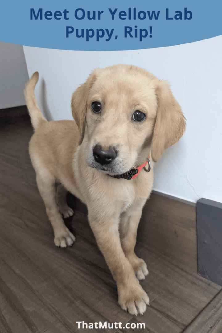 Rip the 8-Week-Old Yellow Lab Puppy! - ThatMutt.com
