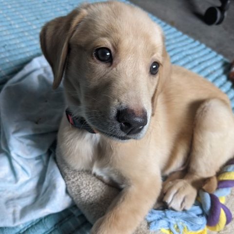 Rip the 8-Week-Old Yellow Lab Puppy! - ThatMutt.com