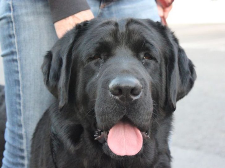 What's the Difference Between American vs English Labs? - ThatMutt.com